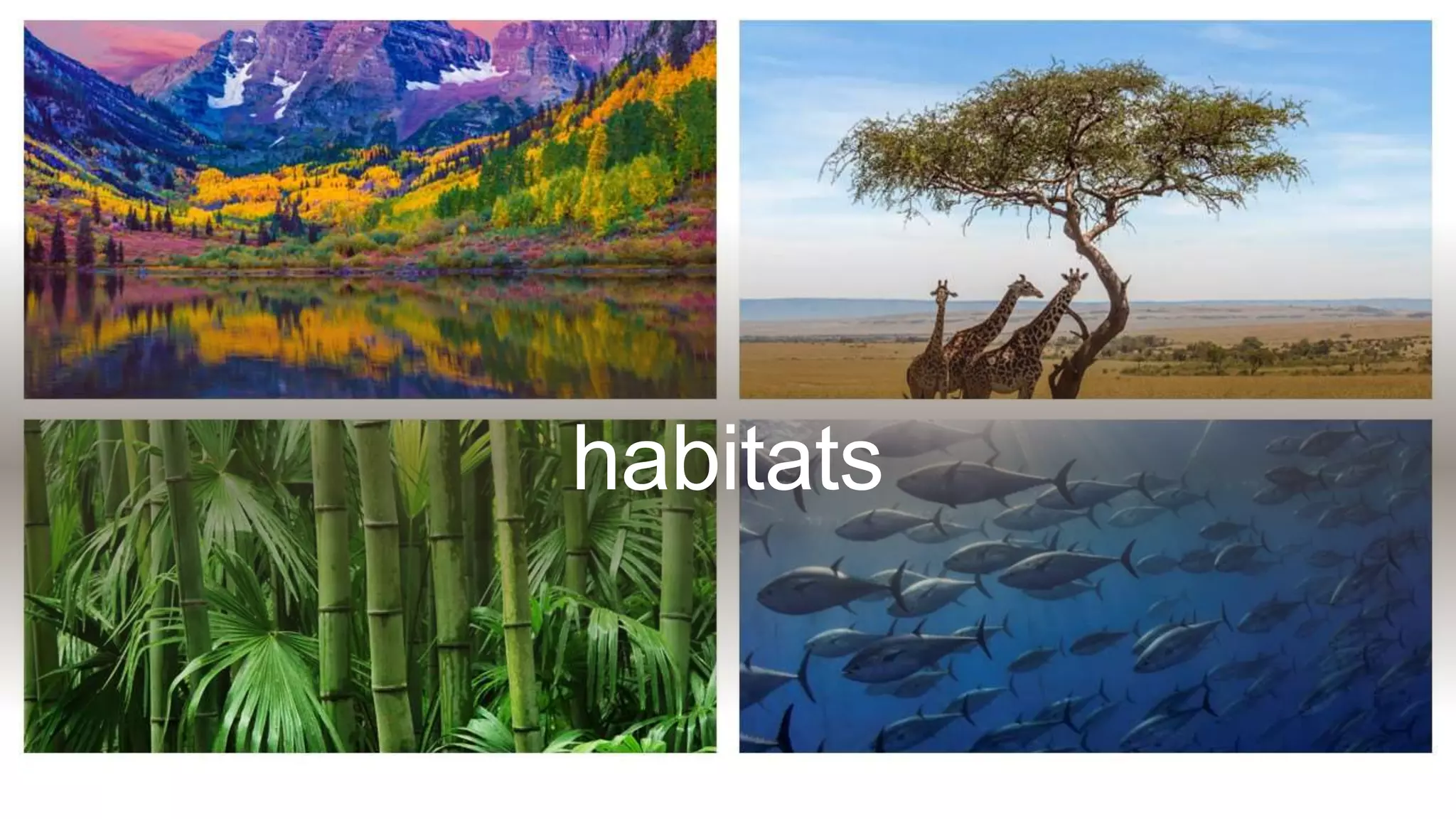 SAVE OUR ANIMALS vocabulary | PPTX