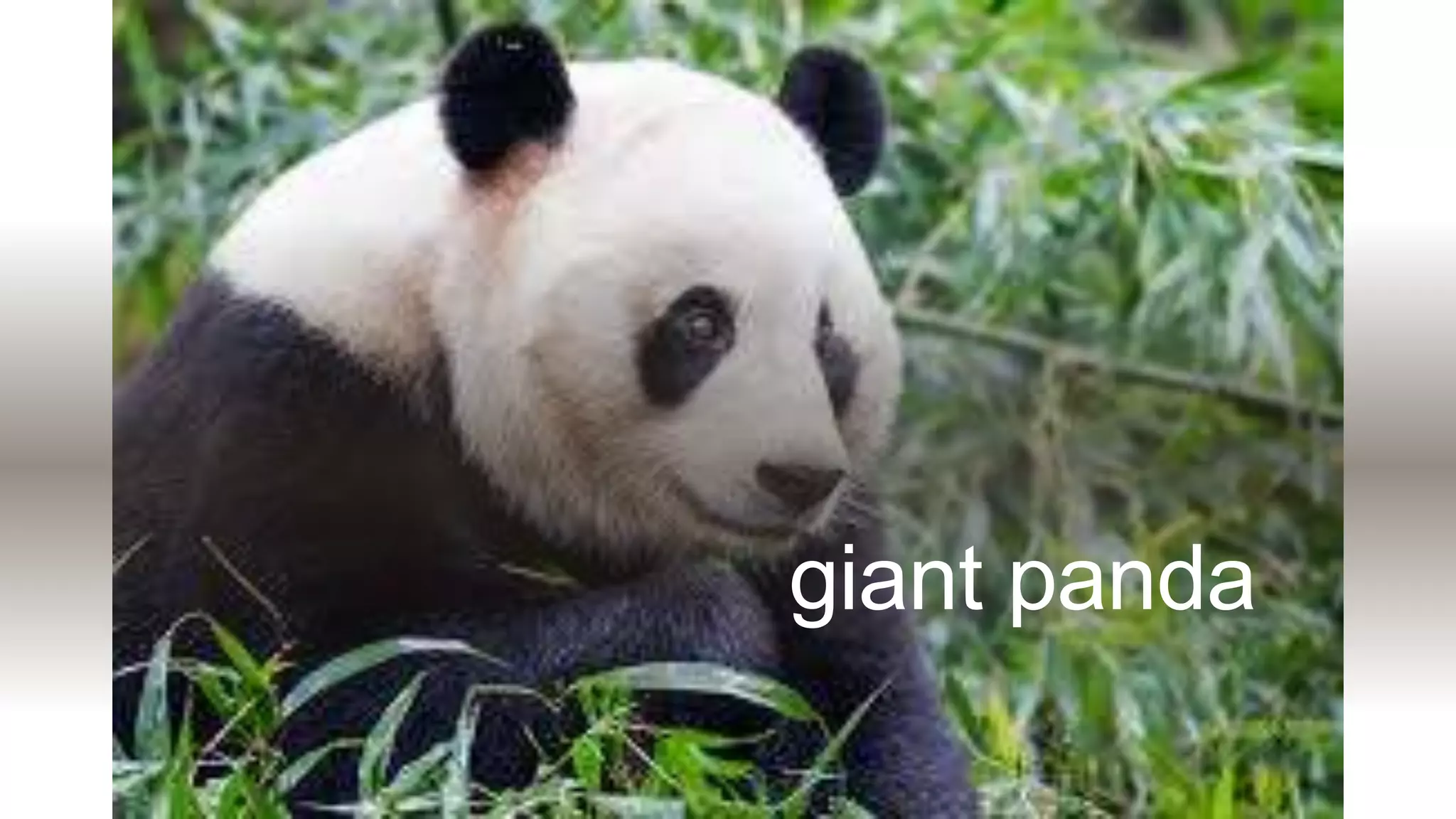 SAVE OUR ANIMALS vocabulary | PPTX