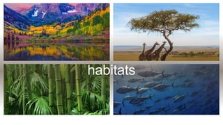 SAVE OUR ANIMALS vocabulary | PPTX
