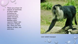 Save silent valley | PPTX