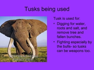 Save the Elephants by Hunter | PPT | Zoos & Aquariums | Attractions