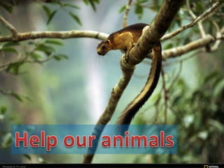 Save the rainforest sample | PPTX | Geography | Science