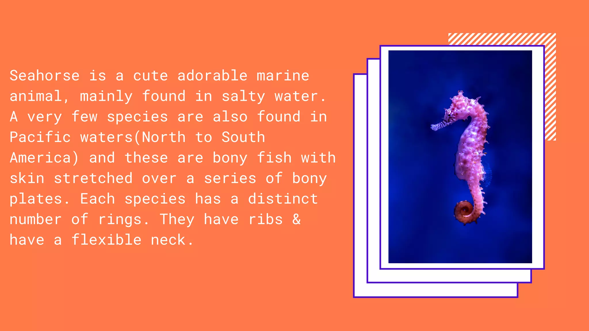 Protect the Seahorse-Marine Conservation | PPT