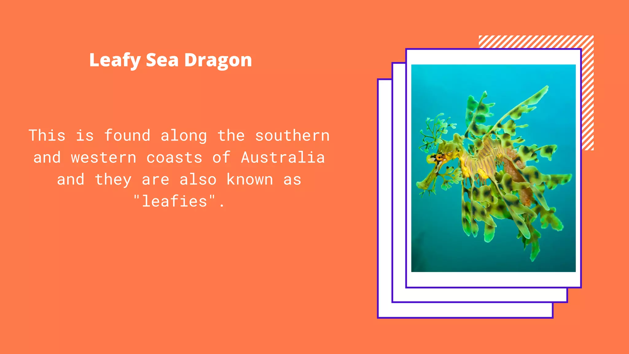 Protect the Seahorse-Marine Conservation | PPT