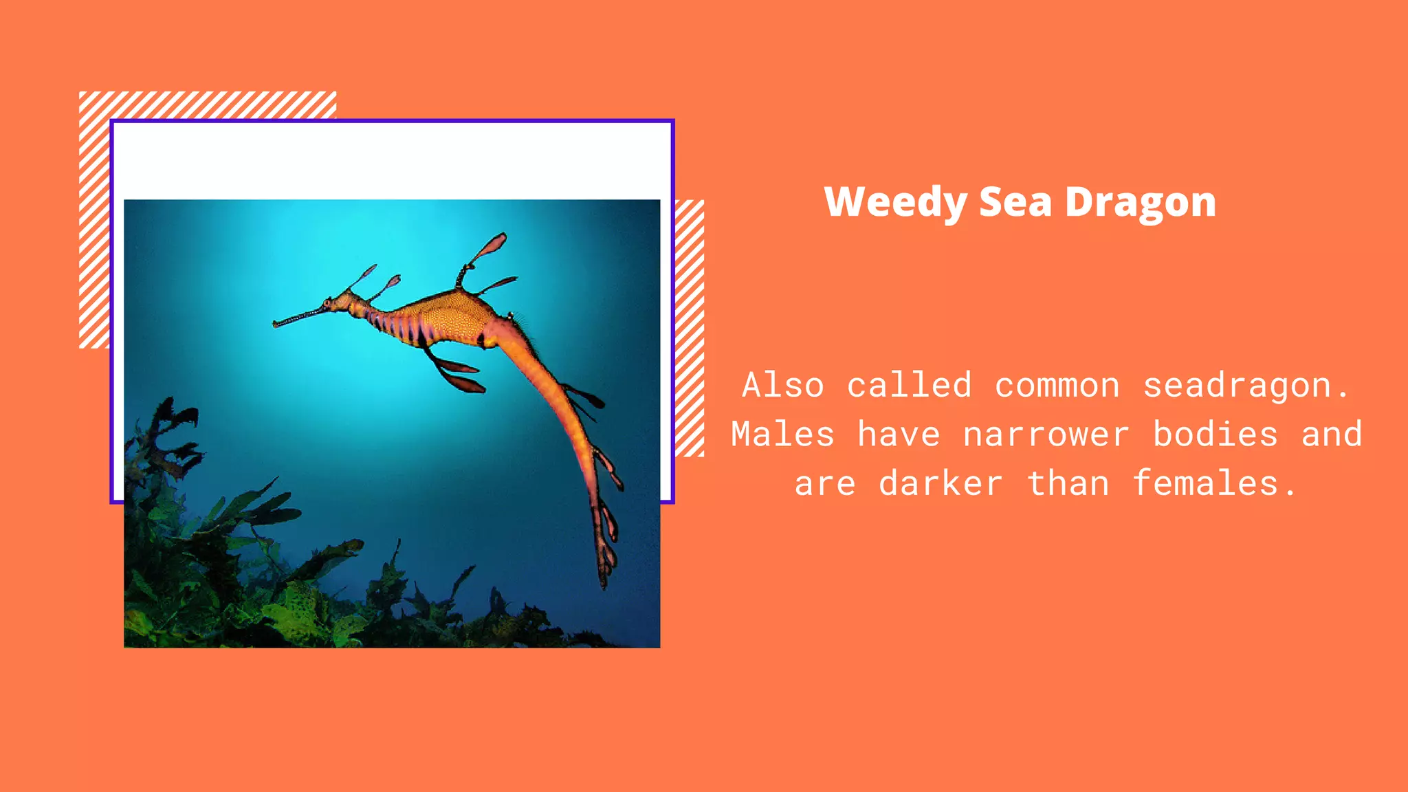 Protect the Seahorse-Marine Conservation | PPT