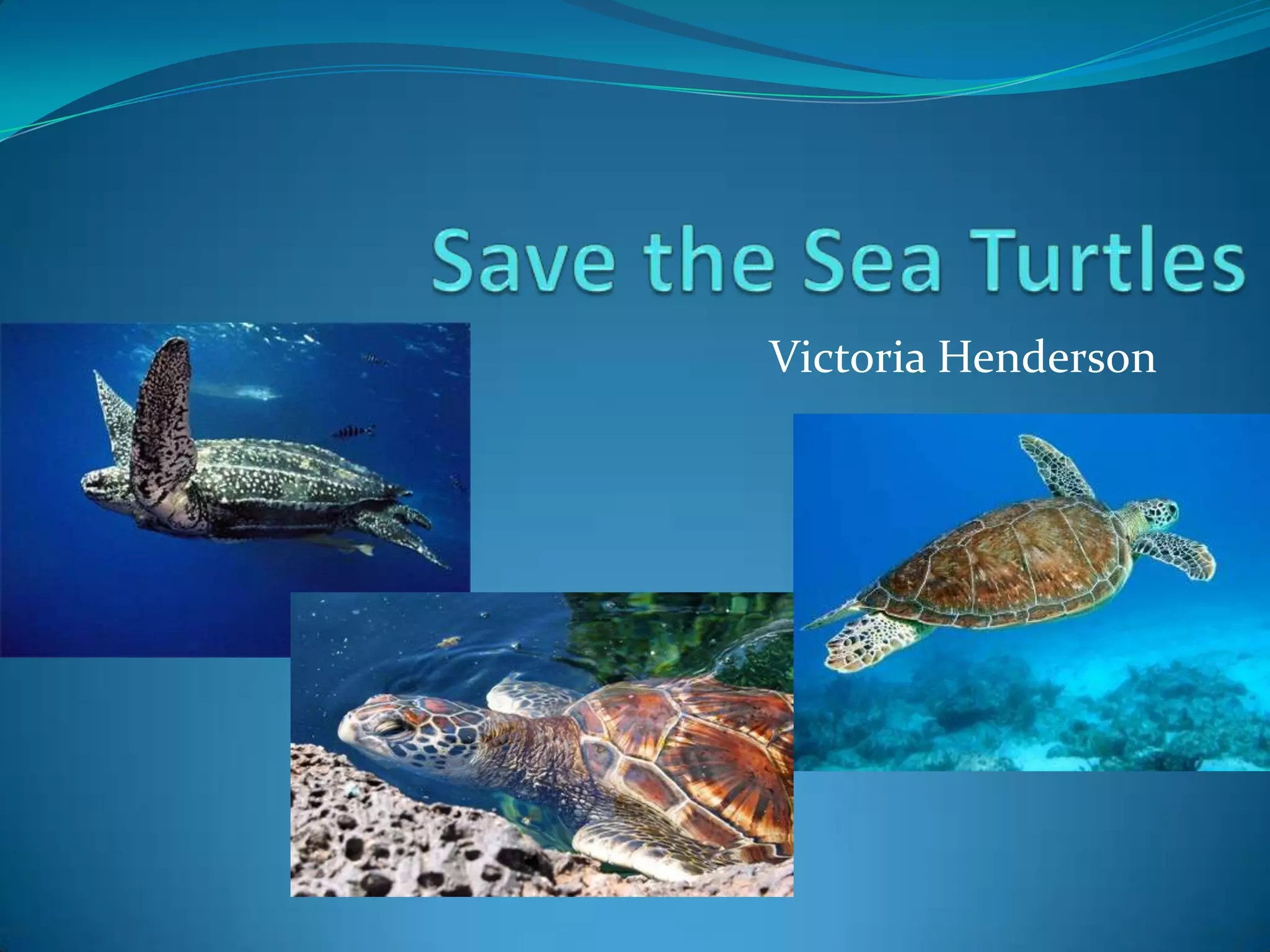 Save The Sea Turtles | PPT