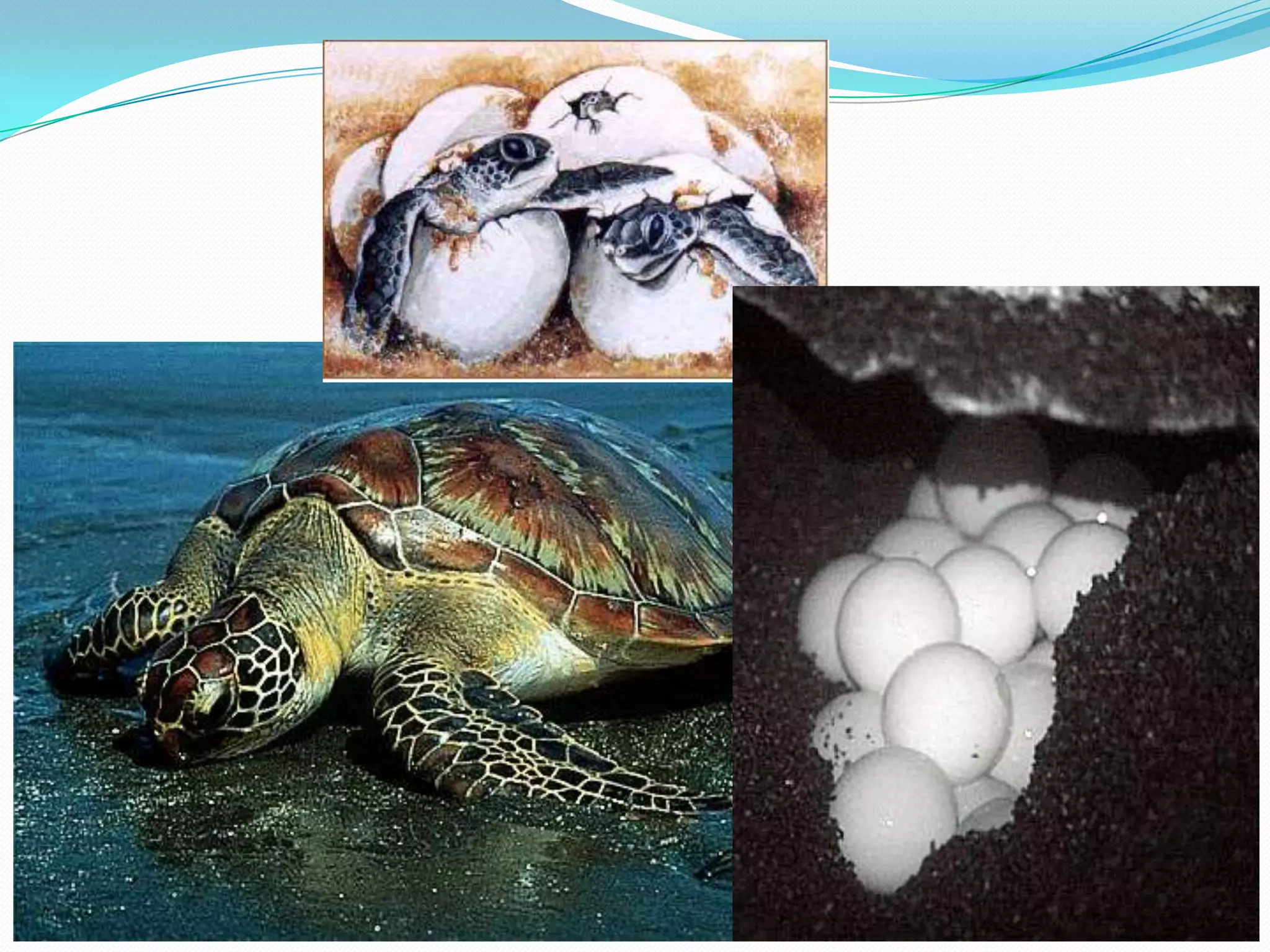 Save The Sea Turtles | PPT