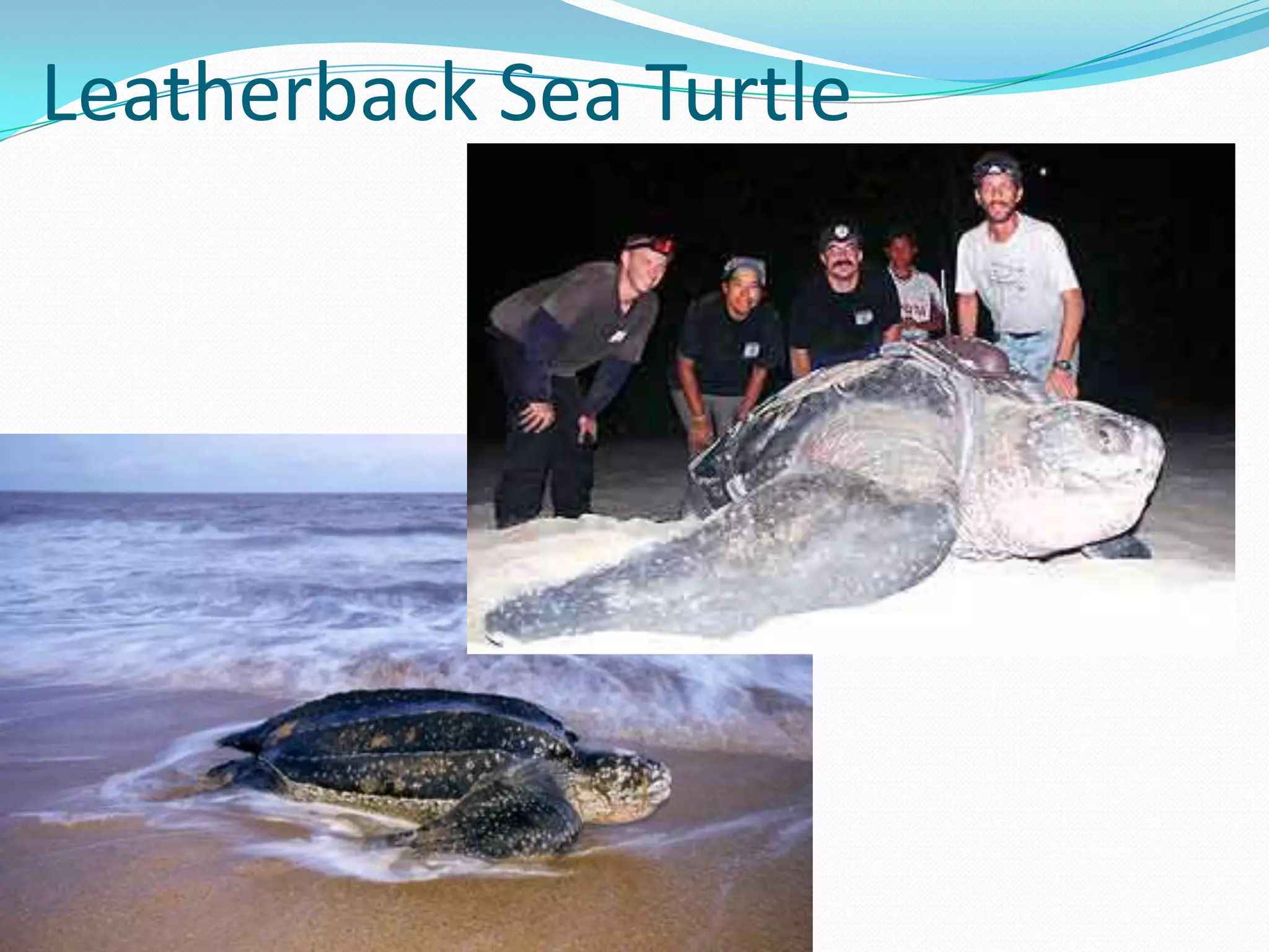 Save The Sea Turtles | PPTX