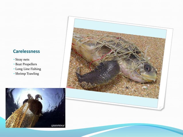 Save The Sea Turtles | PPT