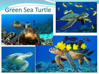 Save The Sea Turtles | PPTX
