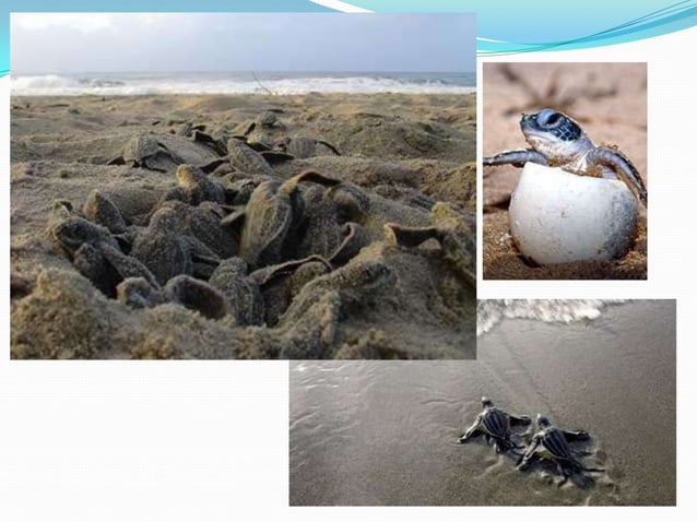 Save The Sea Turtles | PPT