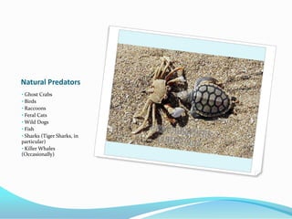 Save The Sea Turtles | PPTX