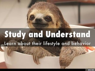 Save the Sloths! | PPT