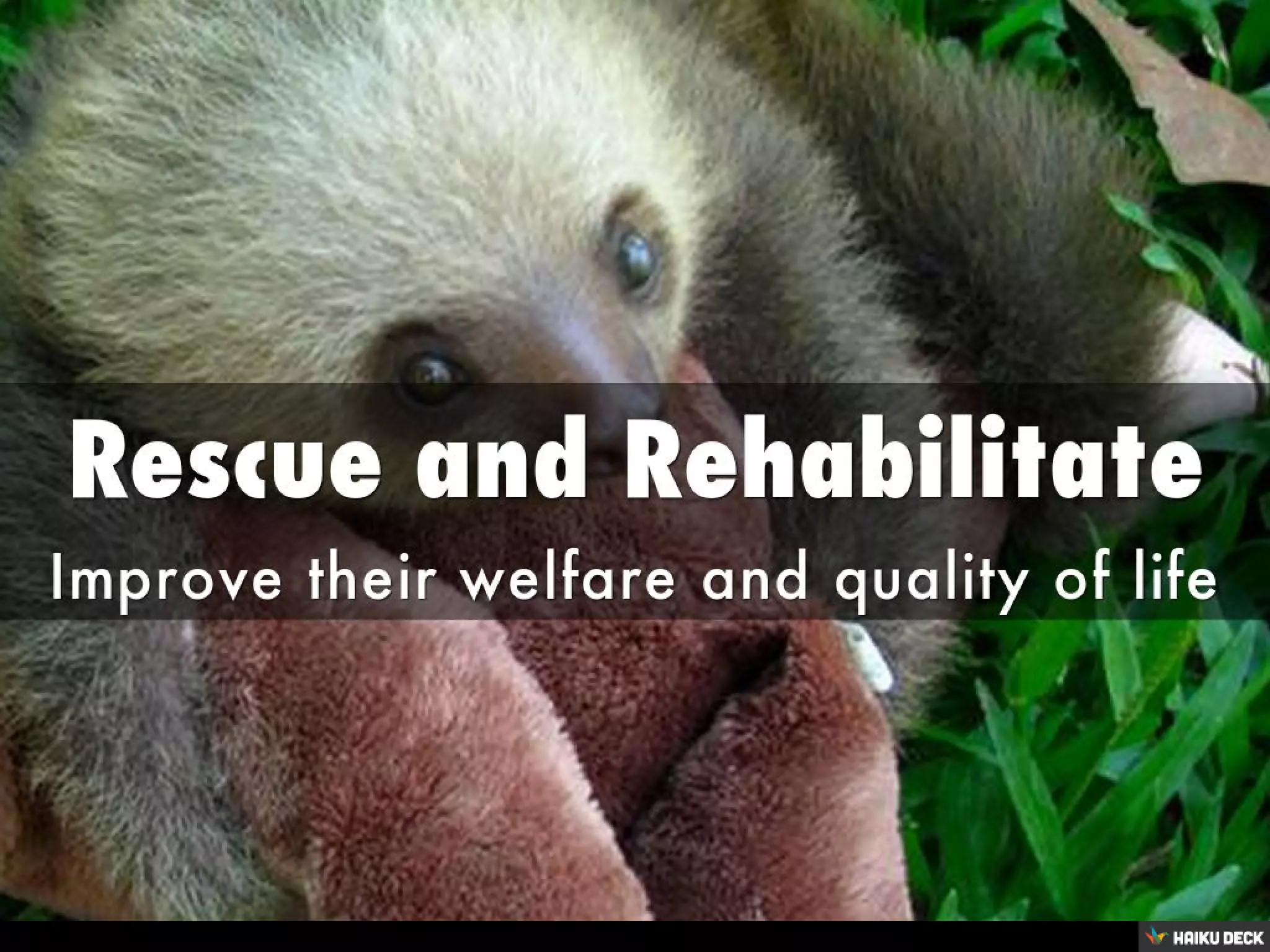 Save The Sloths!!! | PDF