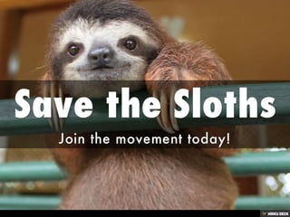 Save The Sloths!!! | PPT
