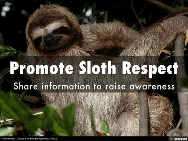 Save The Sloths!!! | PPT