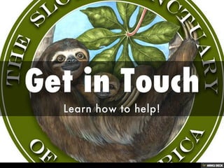 Save The Sloths!!! | PDF