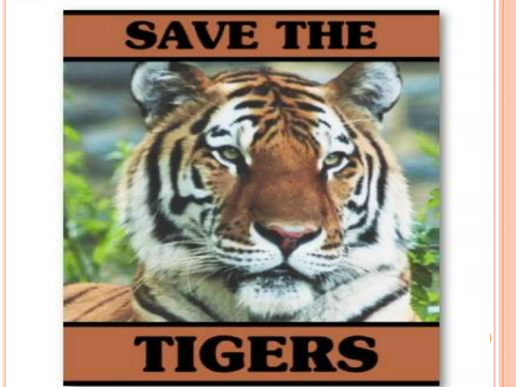 Save the tigers | PPTX