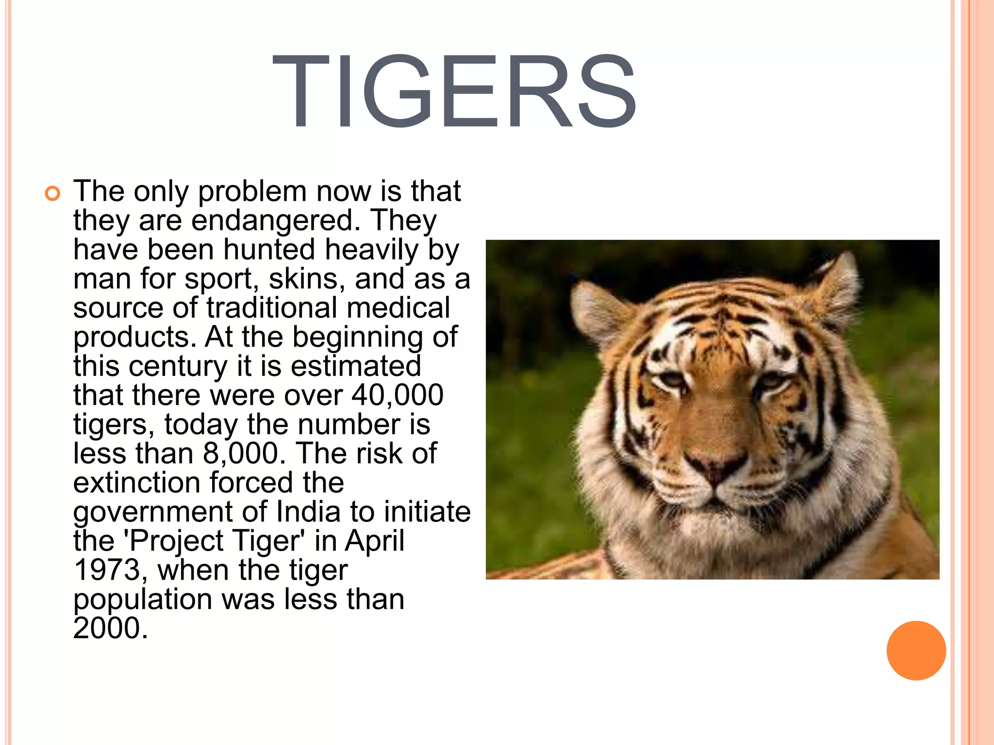 Save the tigers | PPTX
