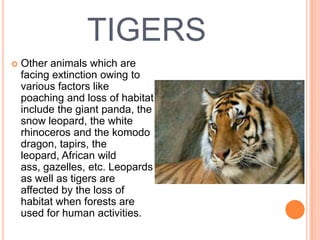 Save the tigers | PPTX