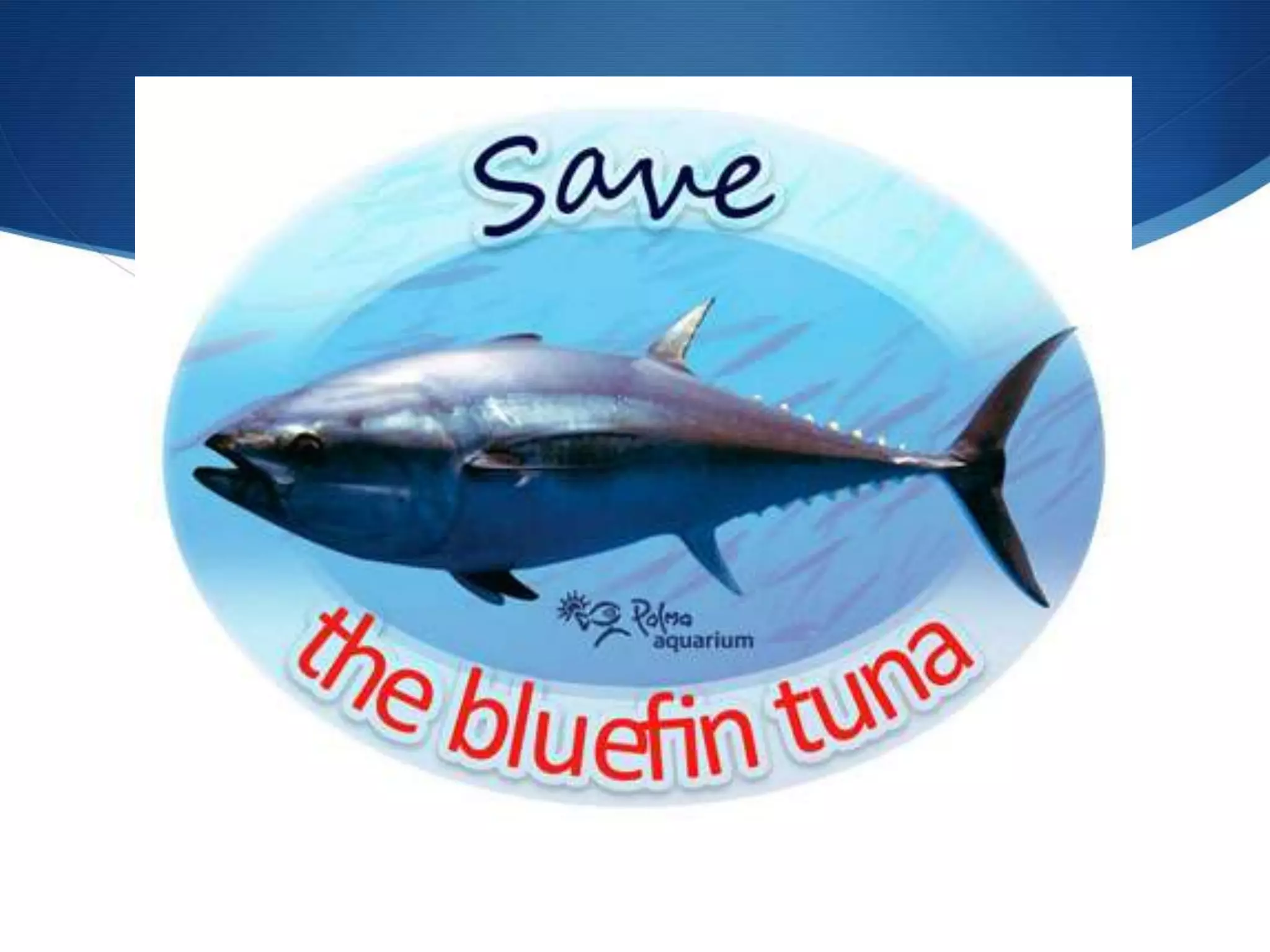 Save the tuna | PPTX | Geography | Science