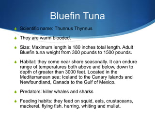 Save the tuna | PPTX | Geography | Science