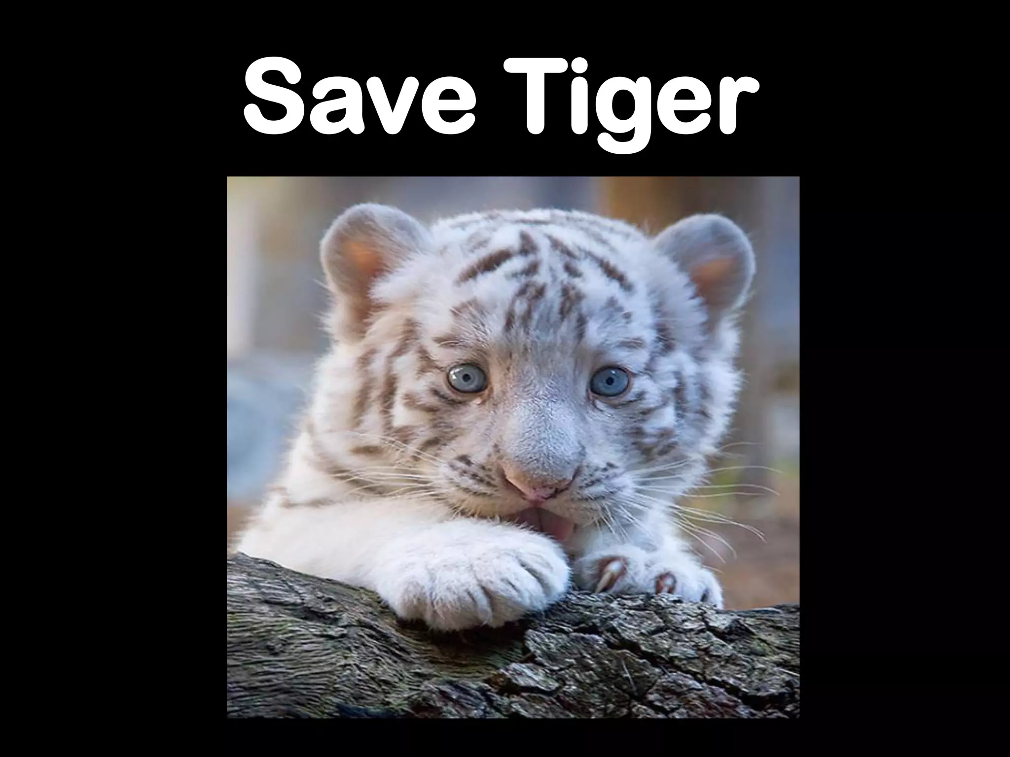 Save tiger | PPT
