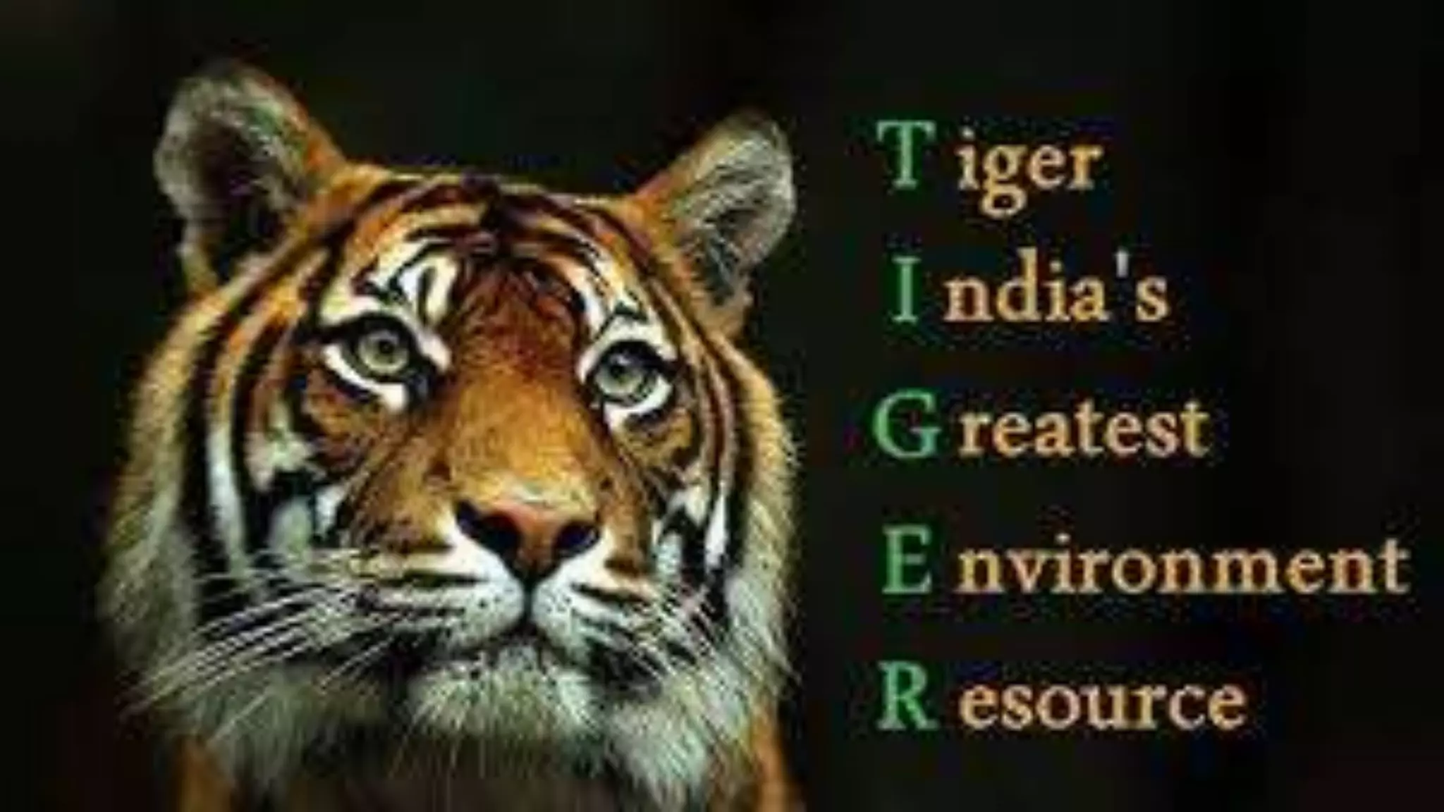 SAVE TIGER.pptx