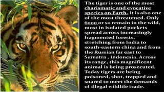 SAVE TIGER.pptx