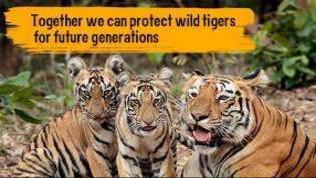 SAVE TIGER.pptx