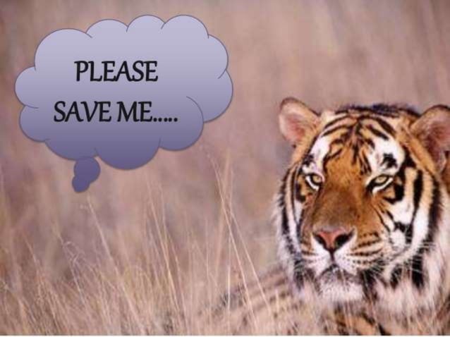 Save tiger save earth | PPT