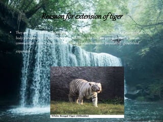 Save tiger save earth | PPT