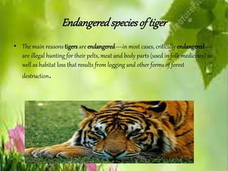 Save tiger save earth | PPT