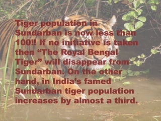 Save tigers | PPT