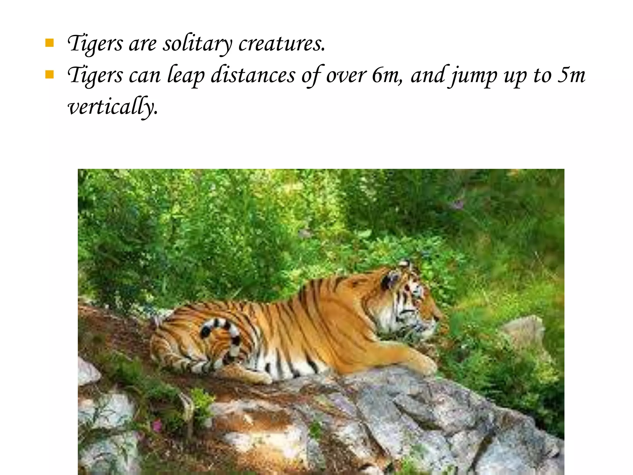 Save tigers | PPT
