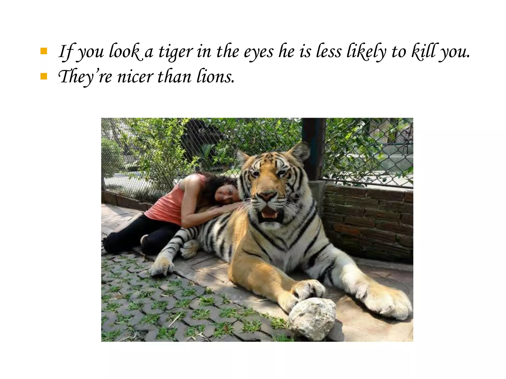 Save tigers | PPT | Free Download