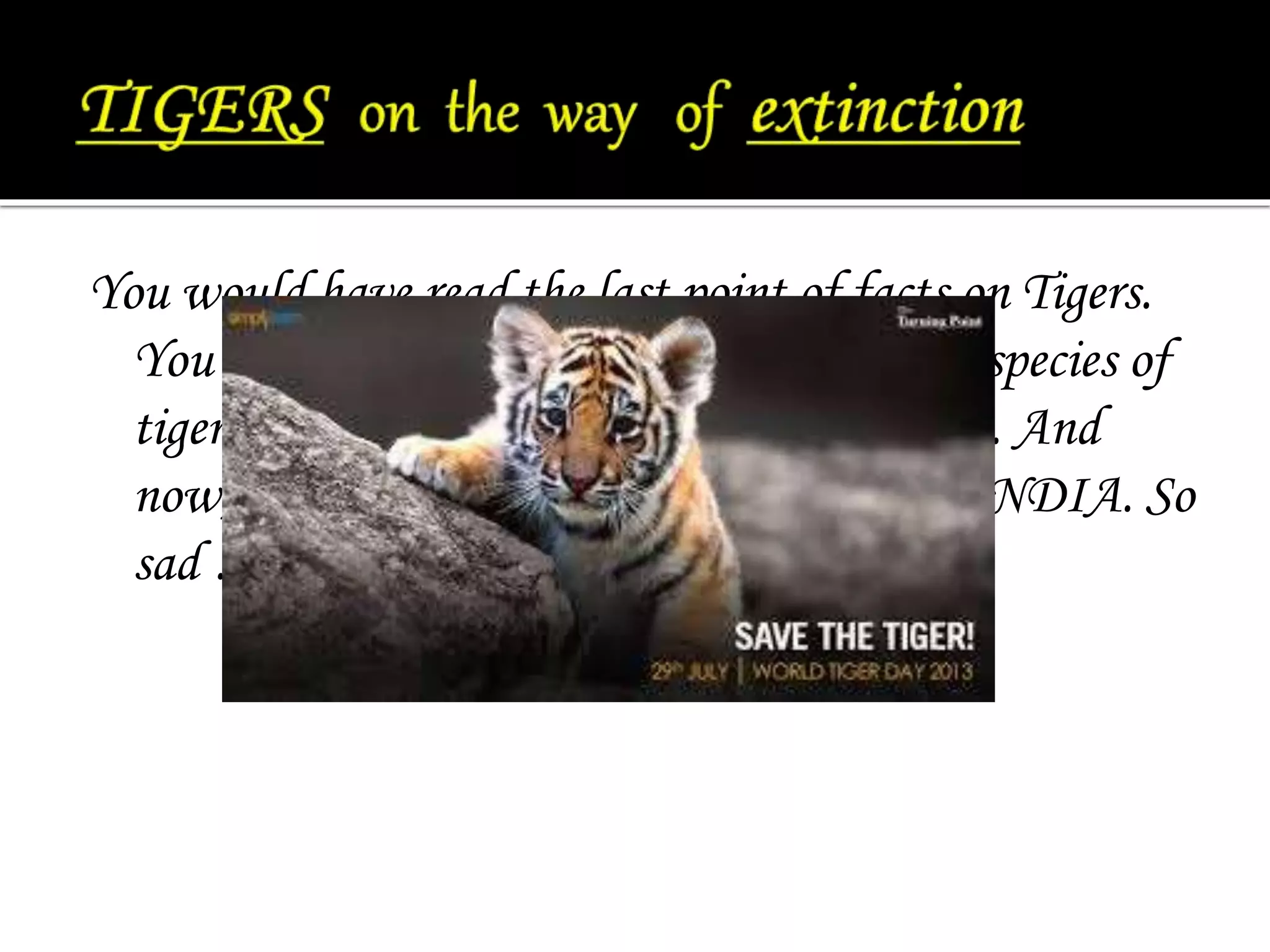 Save tigers | PPT | Free Download