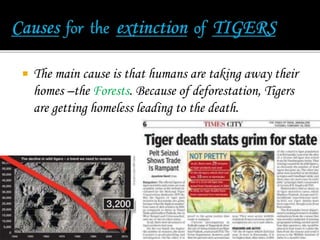Save tigers | PPT