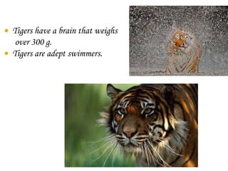 Save tigers | PPTX