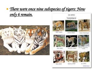 Save tigers | PPT