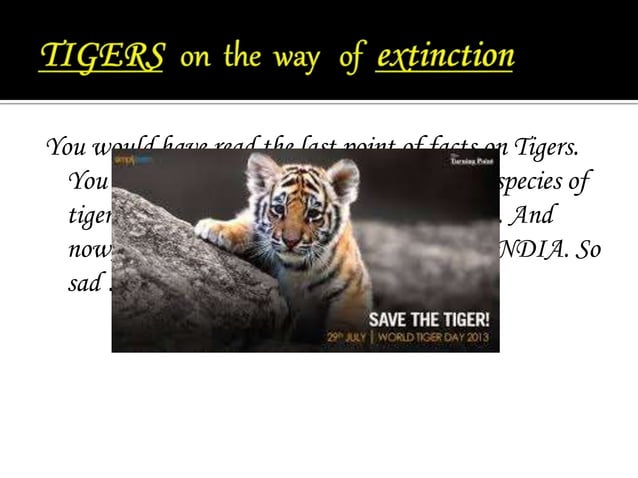 Save tigers | PPT | Free Download
