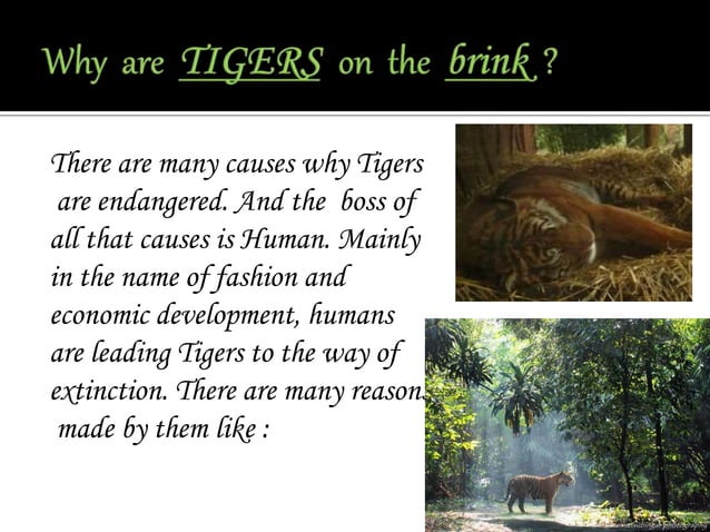 Save tigers | PPT | Free Download