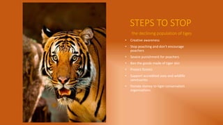 Save the tigers | PPT