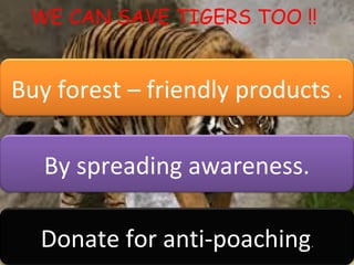Save tigers by anurag singh | PPT