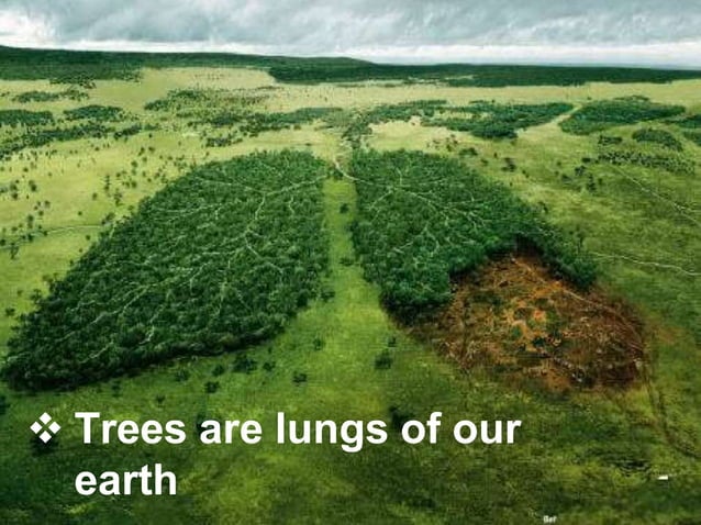 save trees and save life-190731090114.pptx
