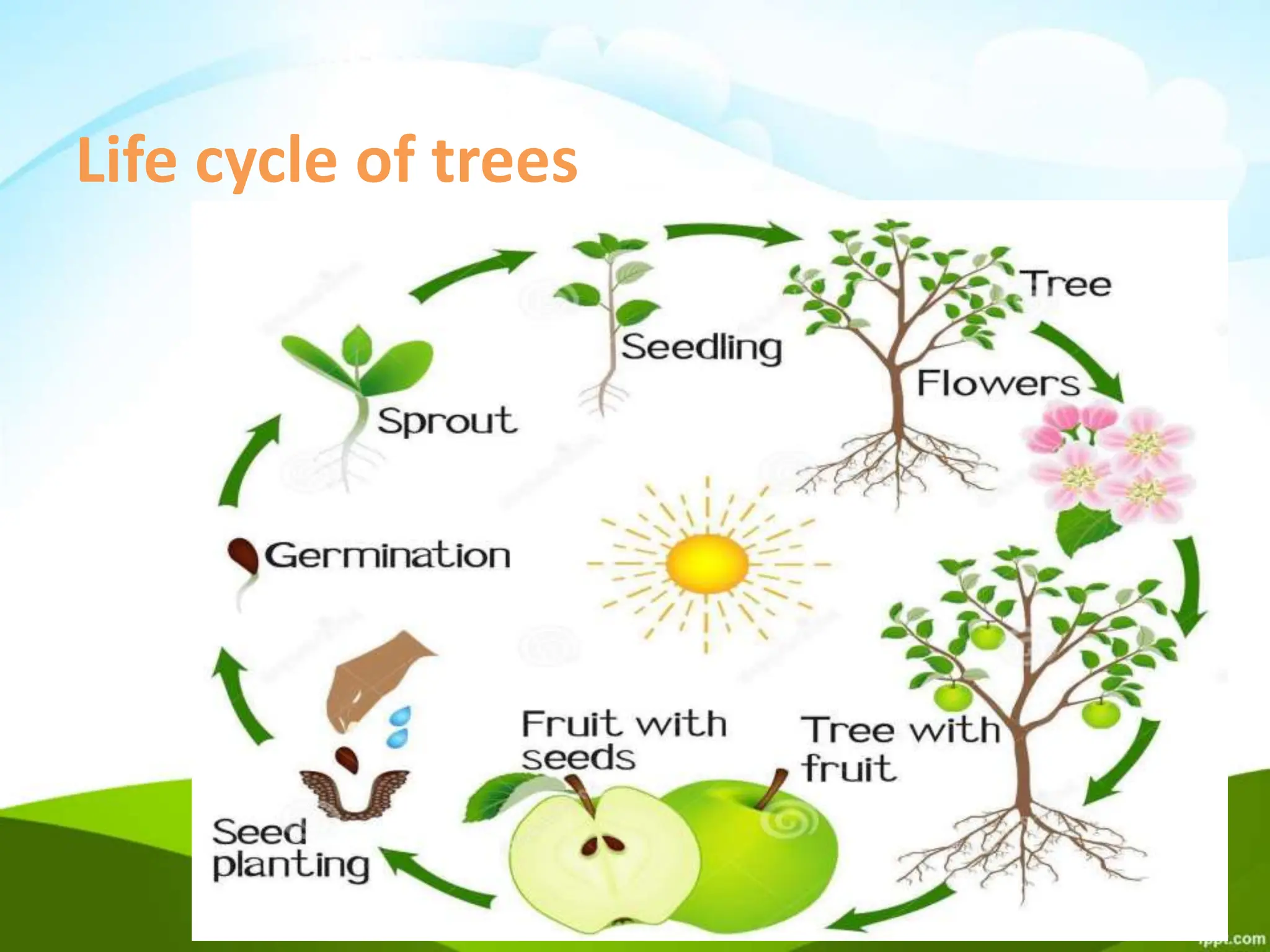 save trees _Presentation_environment.pptx