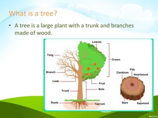 save trees _Presentation_environment.pptx