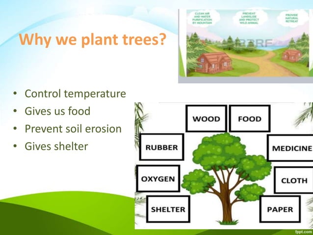 save trees _Presentation_environment.pptx | Environment | Science