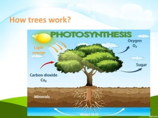 save trees _Presentation_environment.pptx