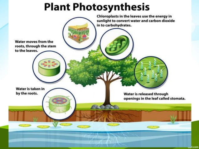 save trees _Presentation_environment.pptx | Environment | Science